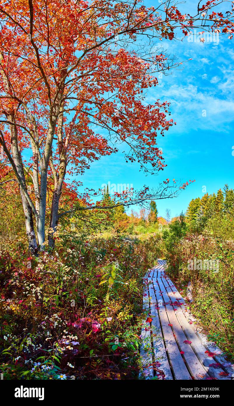 Beautiful red fall tree along wood boardwalk path with leaves covering ...