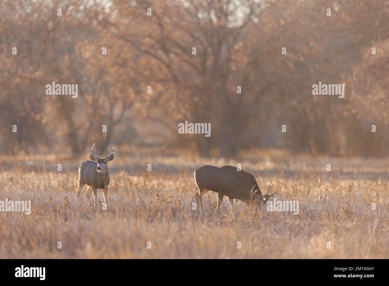 Rocky Mountain Mule Deer, Bosque del Apache national Wildlife refuge ...