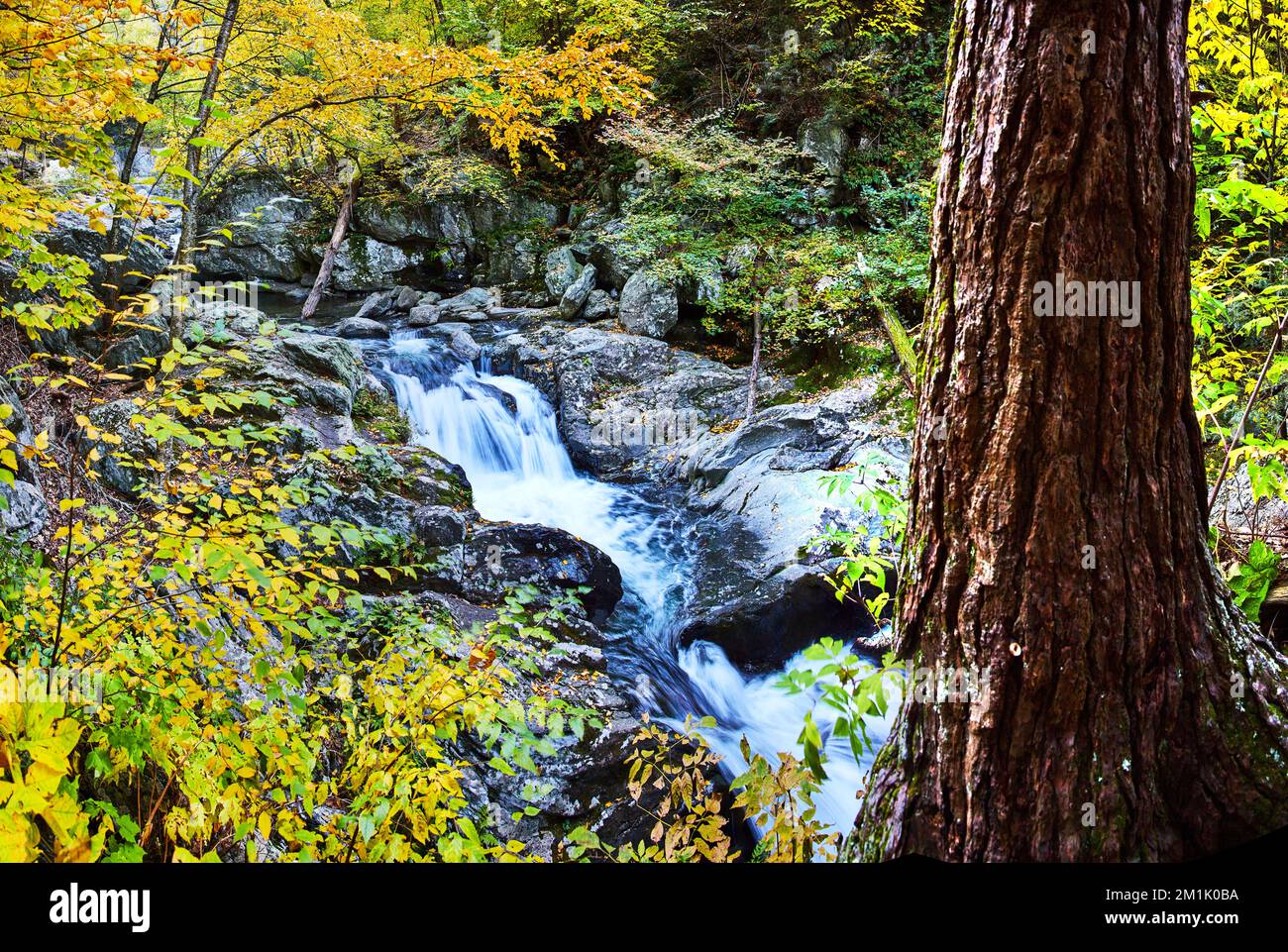 Cascading waterfalls through forest with tree trunk and yellow foliage ...