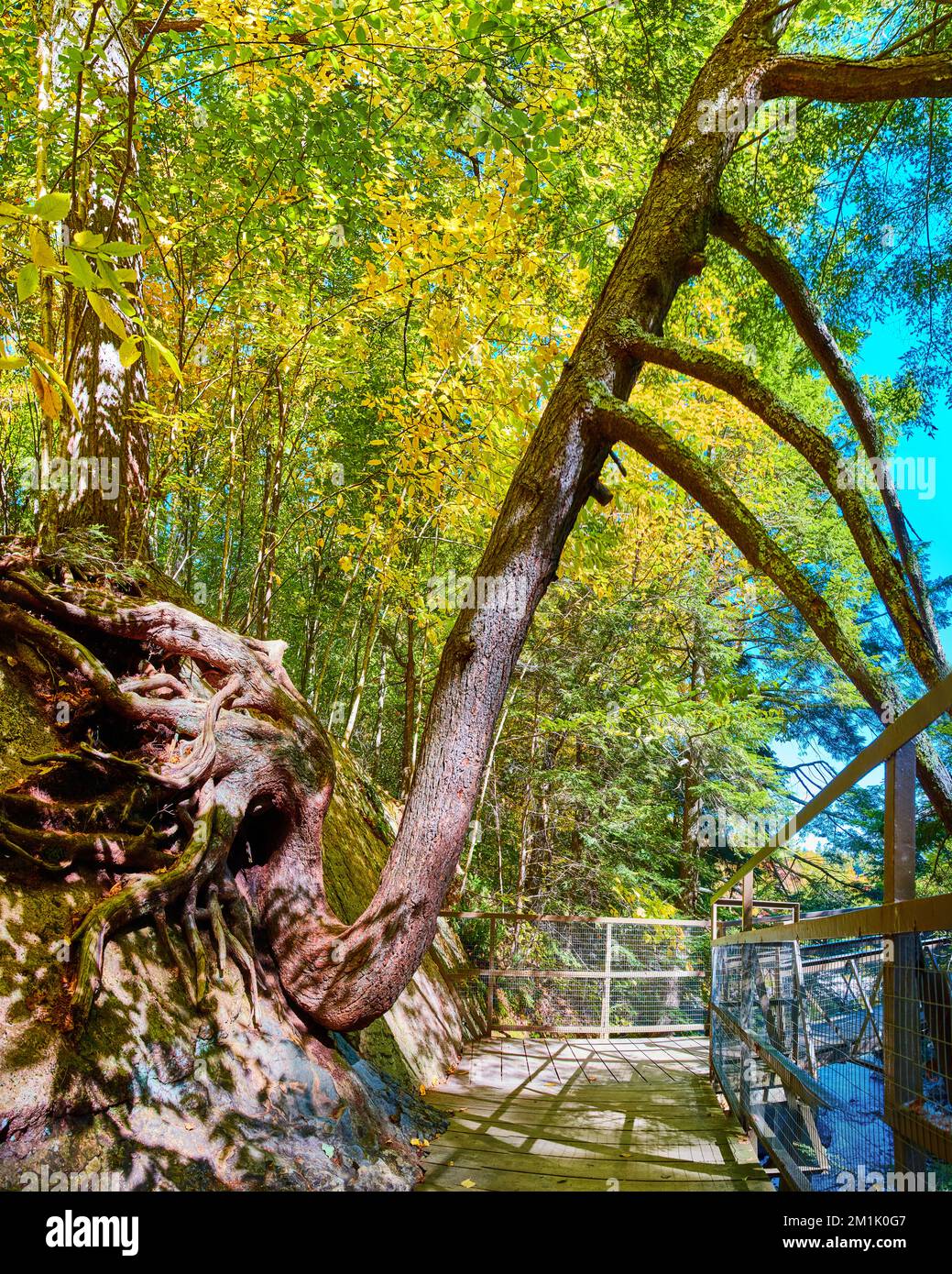 Panorama of large uprooting tree with 180 bent trunk along boardwalk in ...