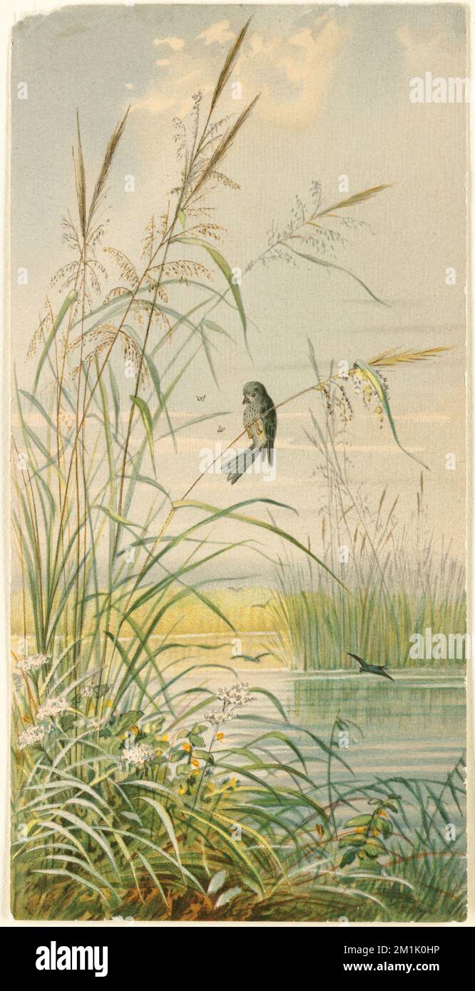 Among the reeds , Reeds Plants, Birds, Bodies of water. Louis Prang ...