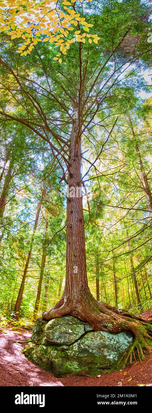 Panoramic vertical view of stunning forest tree growing over mossy ...