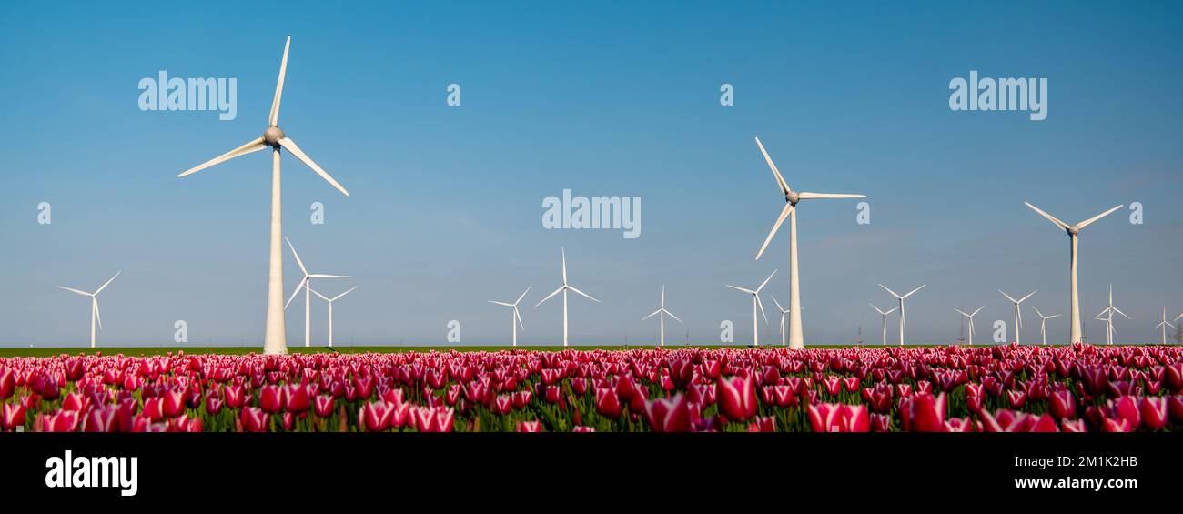 Windmill park with windmill turbines and colorful tulip fields during ...