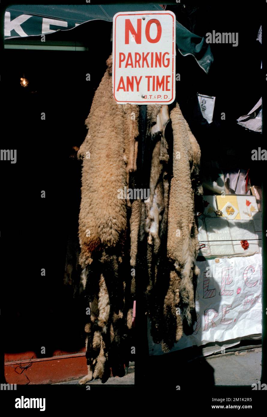 Animal hide around 'No Parking Any Time' sign , Hides & skins, Signs ...