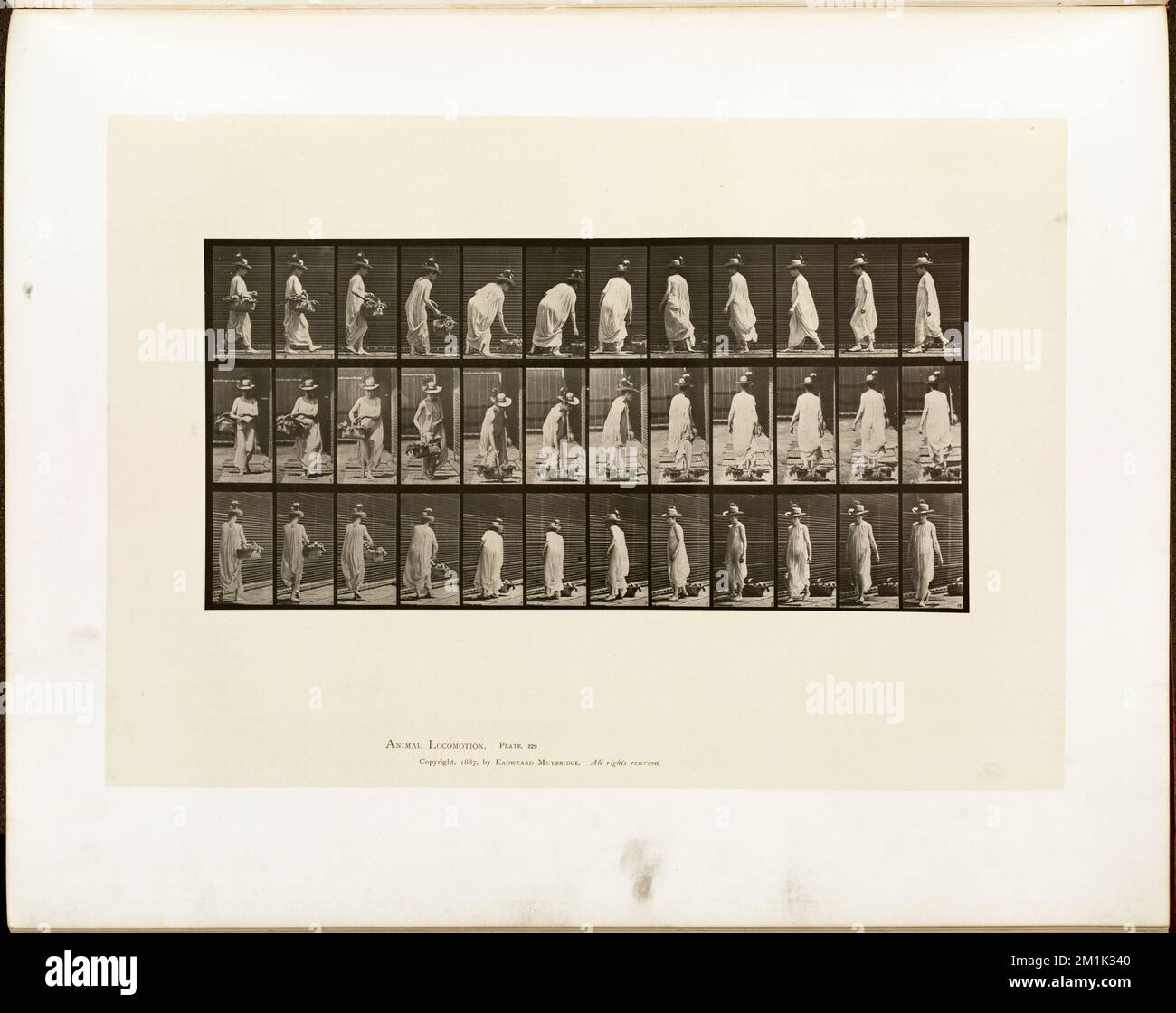 Animal locomotion. Plate 229 , Women, Walking, Lifting & carrying ...