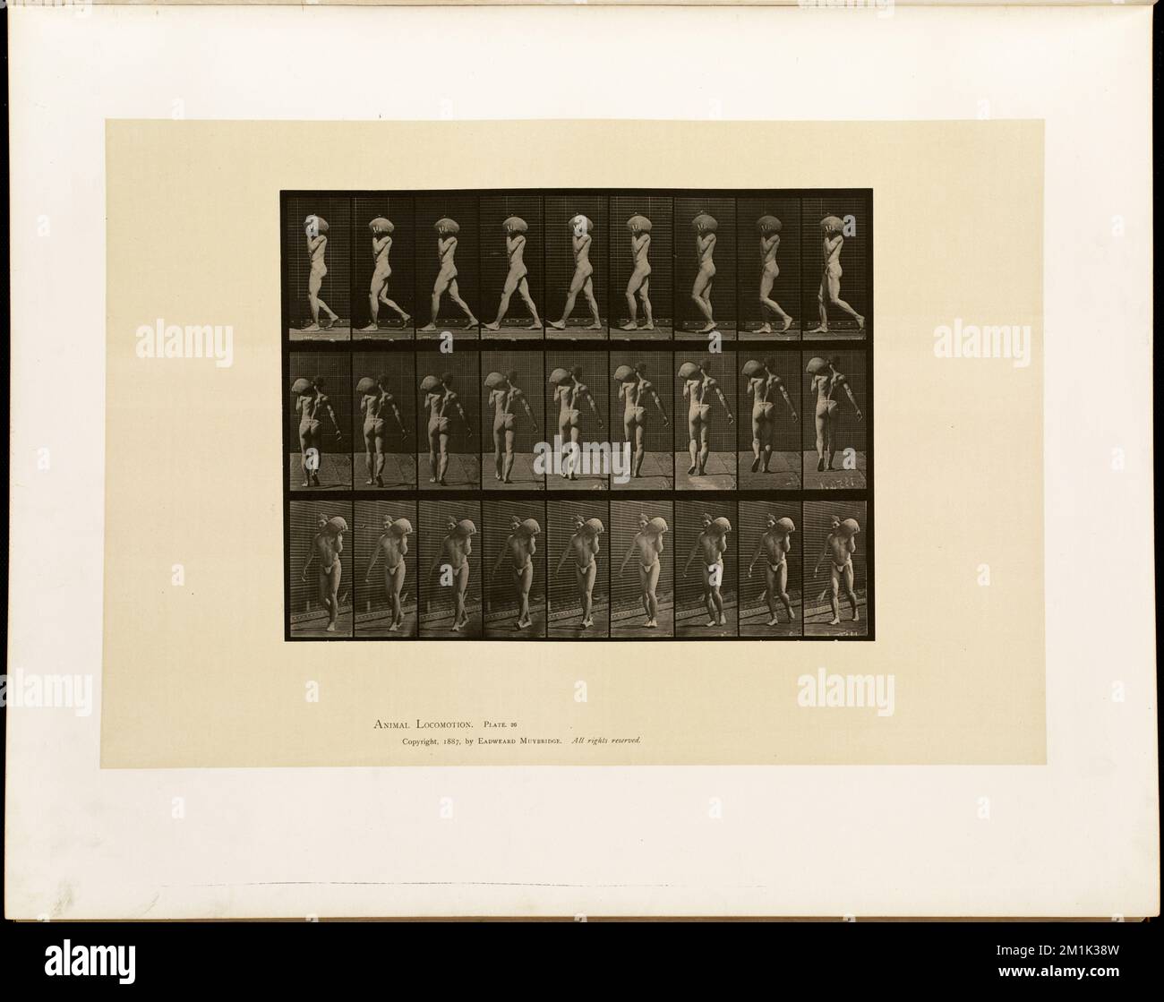 Animal locomotion. Plate 26 , Men, Walking, Lifting & carrying, Human ...