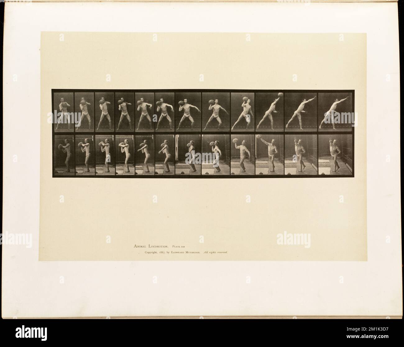Animal locomotion. Plate 319 , Men, Throwing, Human locomotion, an ...