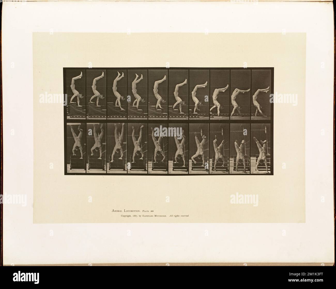 Animal locomotion. Plate 368 , Men, Acrobatics, Stairways, Human ...