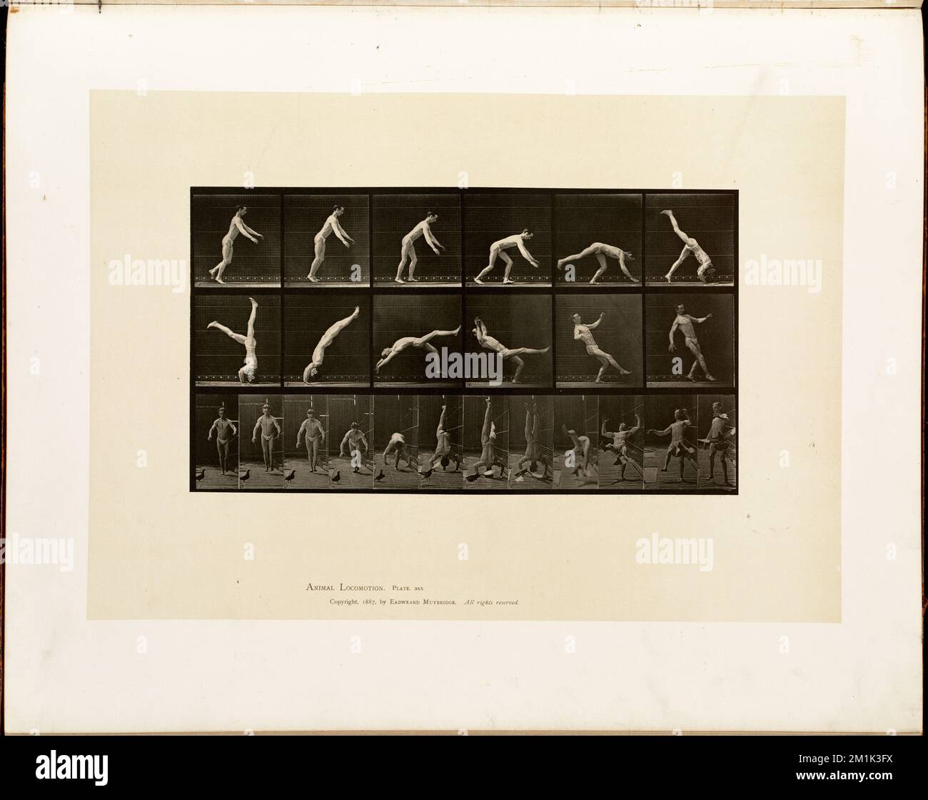 Animal locomotion. Plate 365 , Men, Acrobatics, Pigeons, Human ...