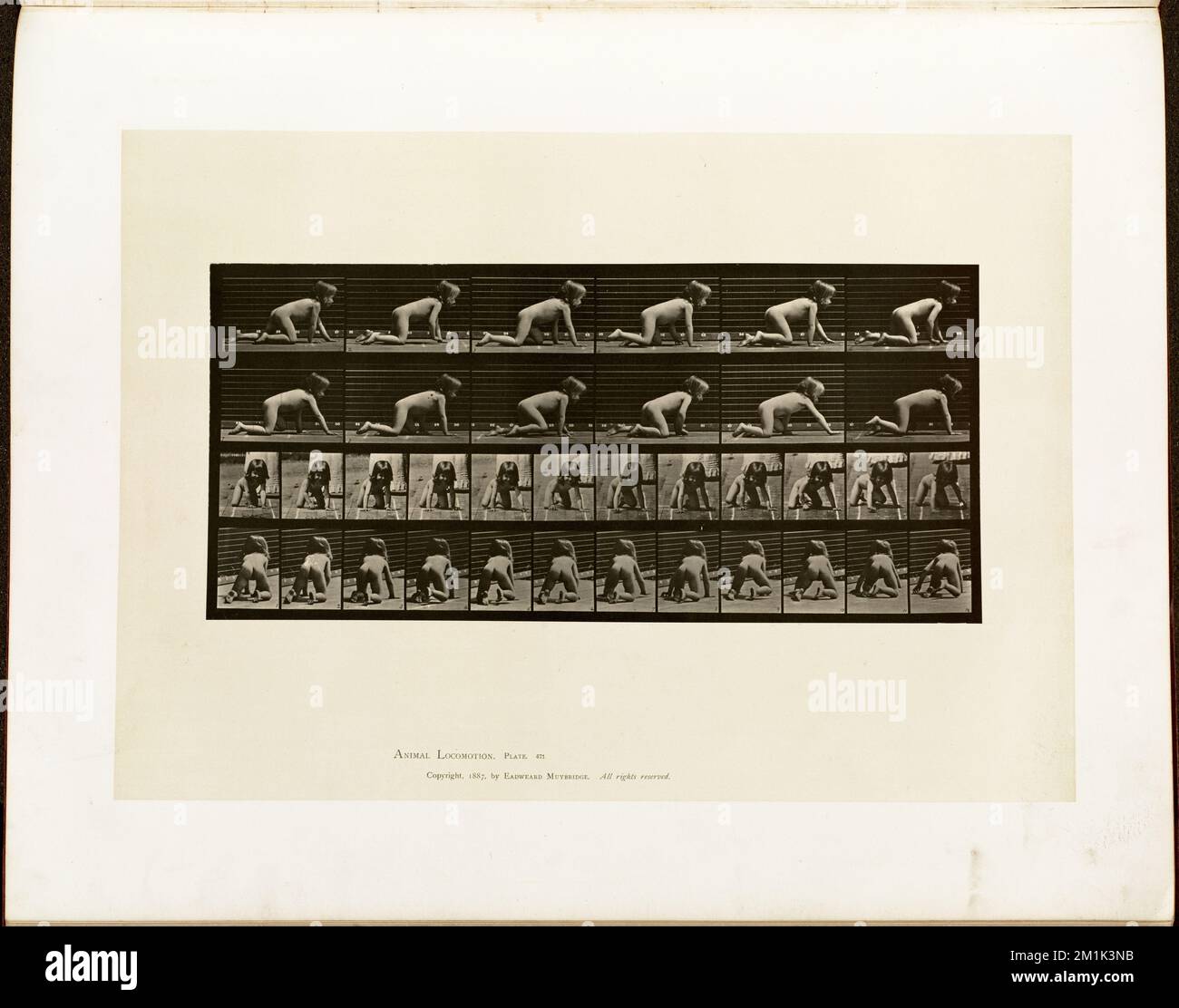 Animal locomotion. Plate 471 , Girls, Crawling & creeping, Human ...