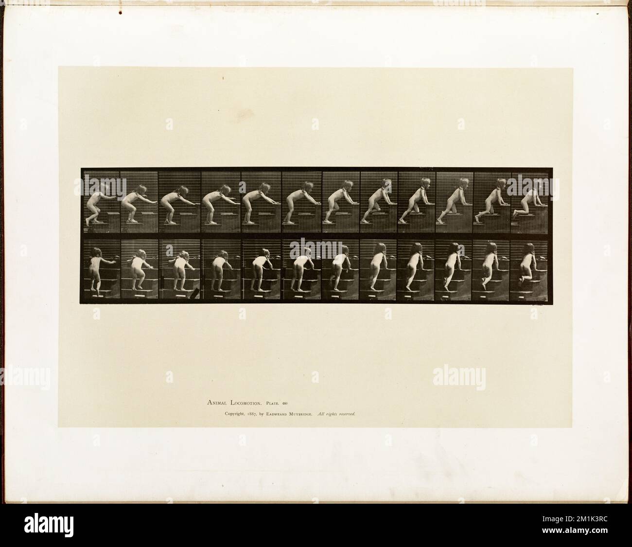 Plate creeping hi-res stock photography and images - Alamy