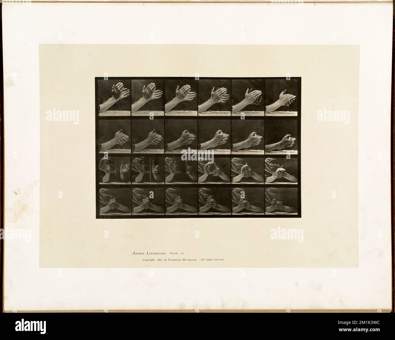 Animal locomotion. Plate 533 , Men, Hands, Human locomotion, an electro ...