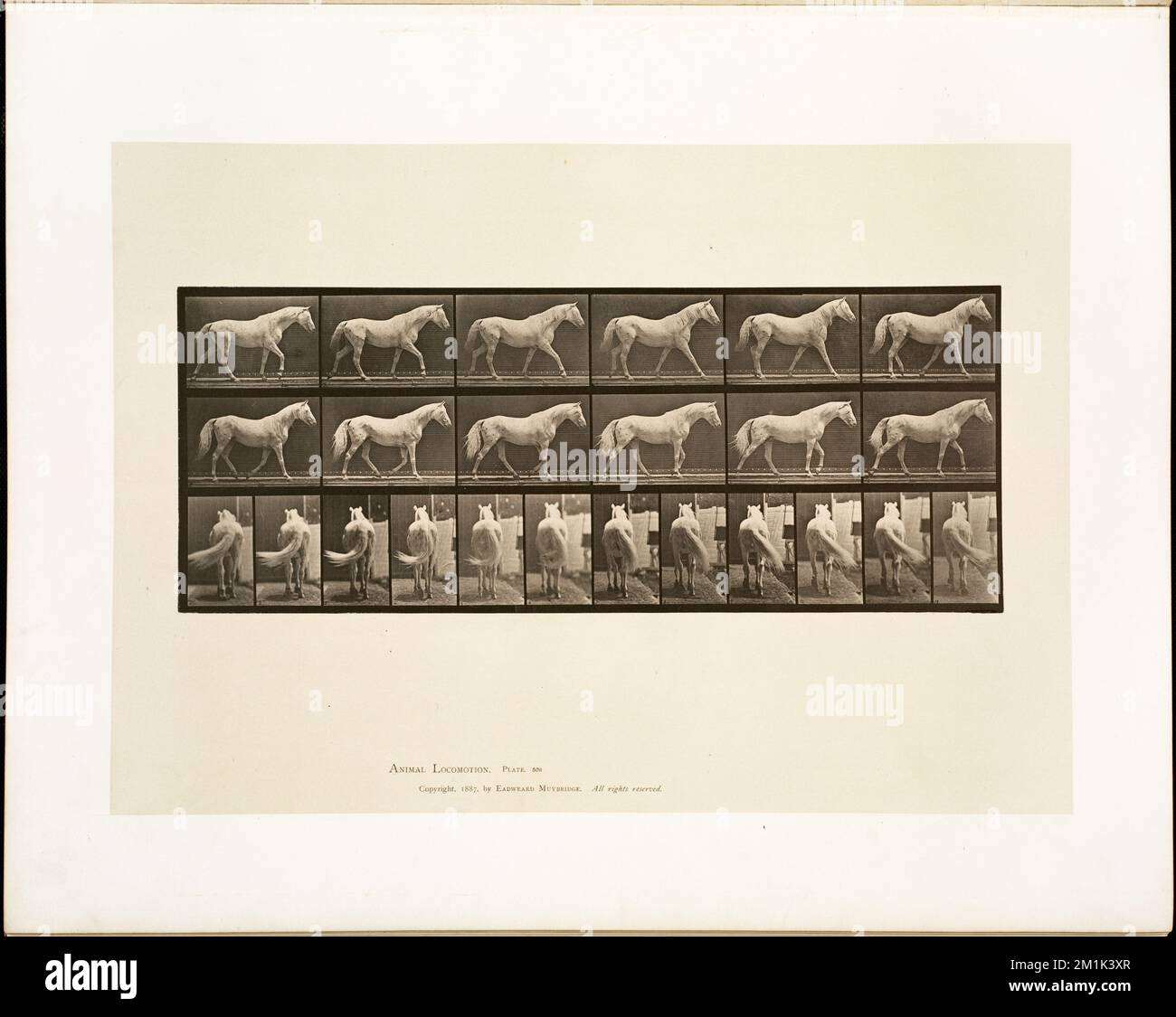 Animal locomotion. Plate 576 , Horses, Walking, Animal locomotion, an ...