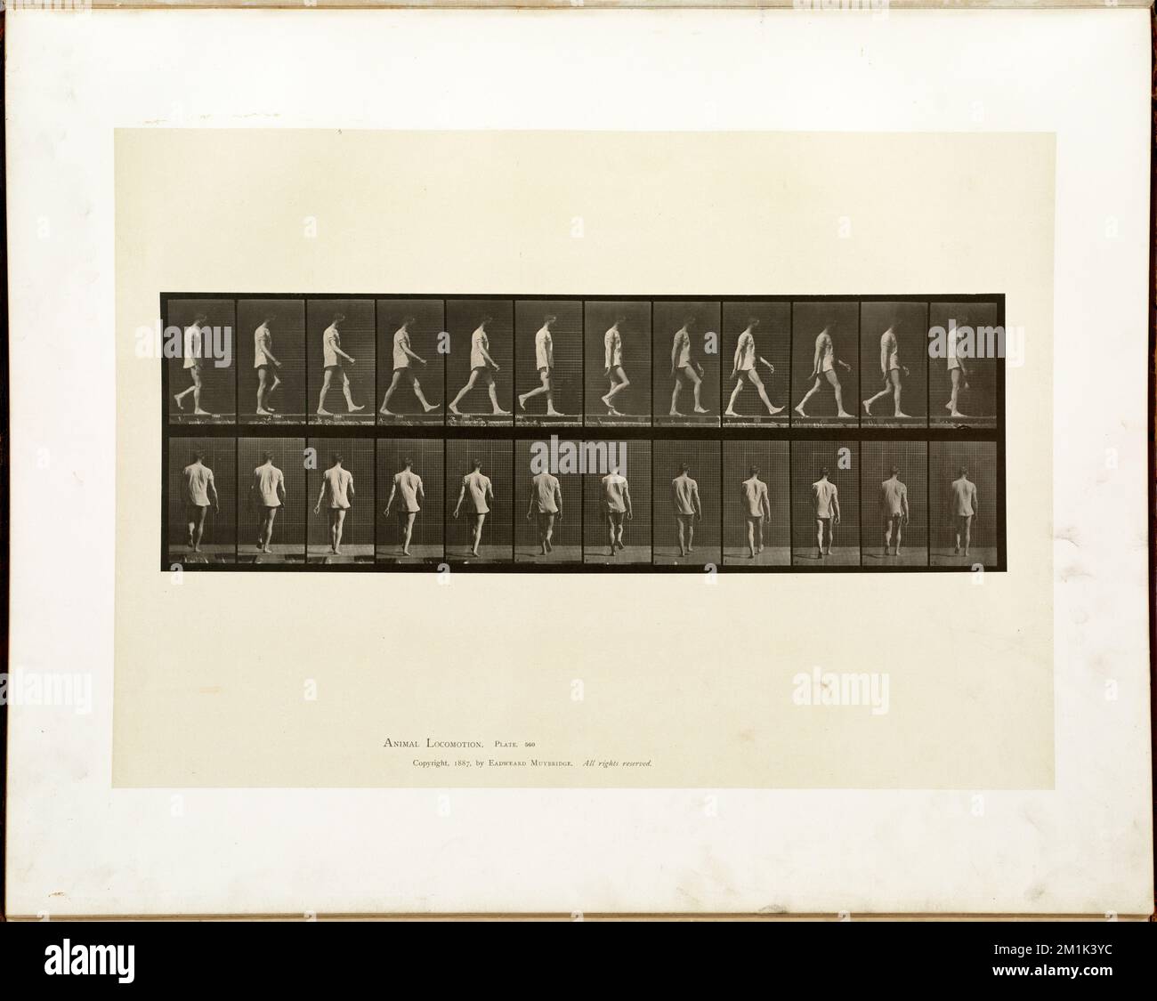 Animal locomotion. Plate 560 , Men, Physical conditions, Walking, Human ...