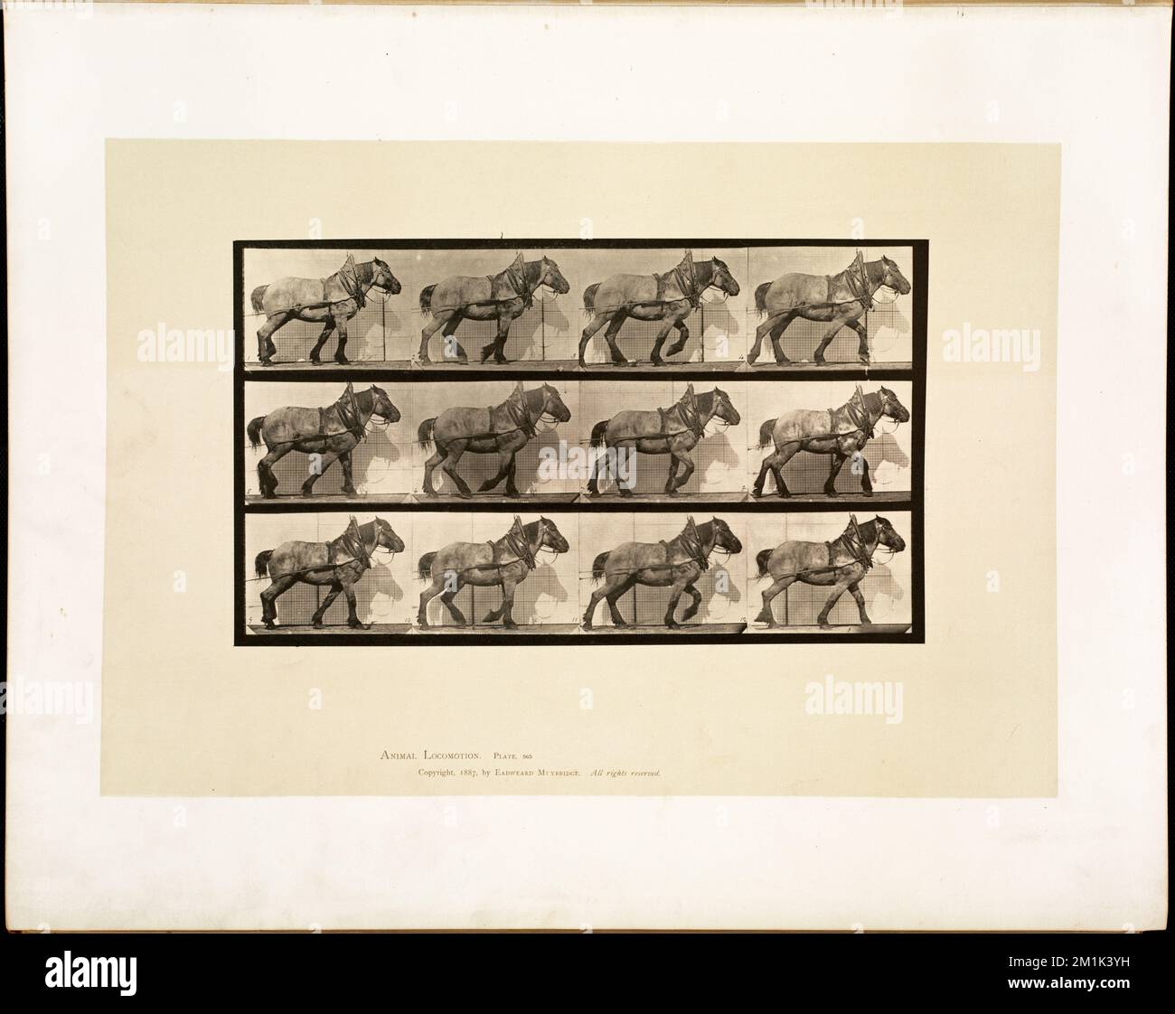 Animal locomotion. Plate 565 , Horses, Pulling, Animal locomotion, an ...