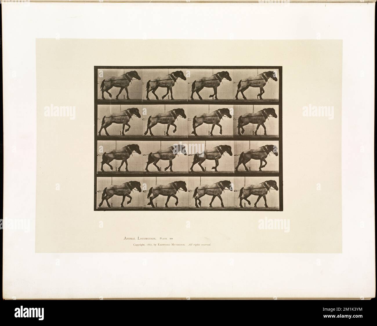 Animal locomotion. Plate 569 , Horses, Pulling, Animal locomotion, an ...