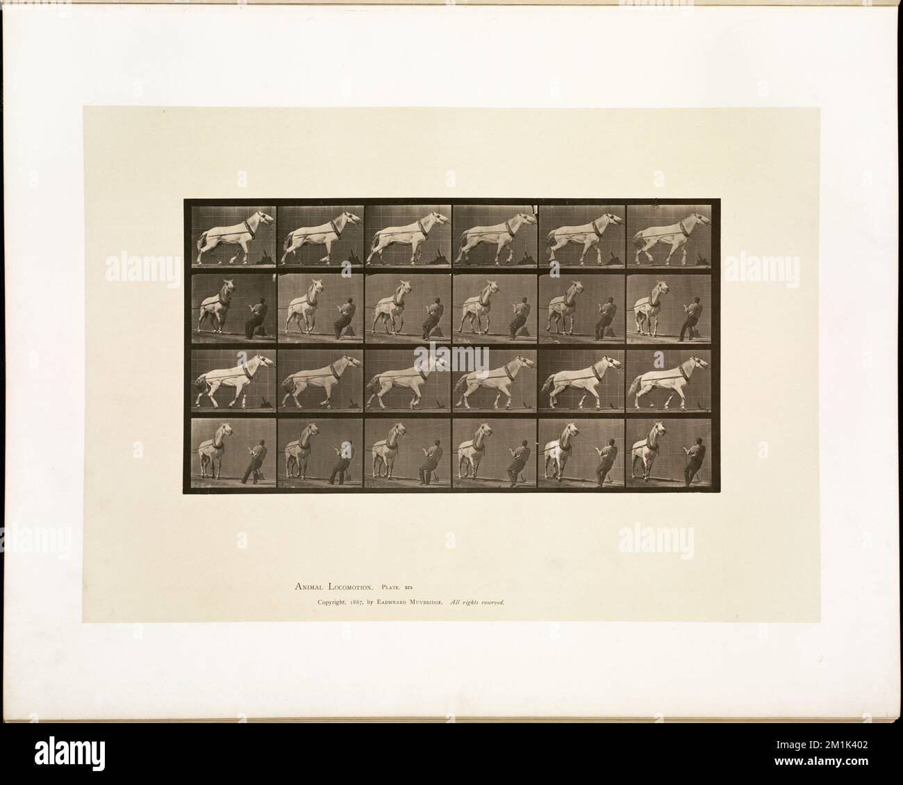 Animal locomotion. Plate 573 , Horses, Men, Pulling, Animal locomotion ...