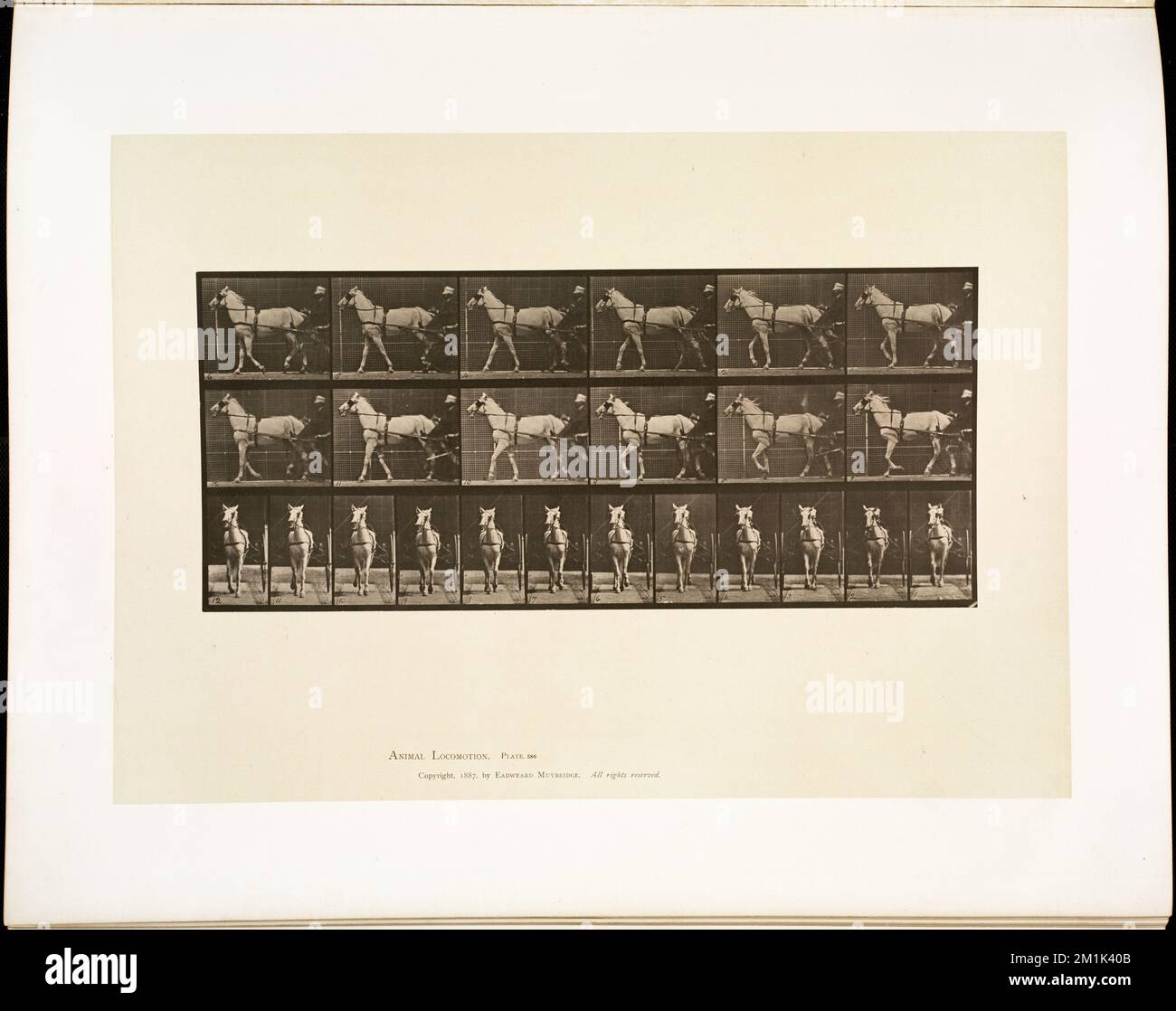 Animal locomotion. Plate 586 , Horses, Pony carts, Animal locomotion ...
