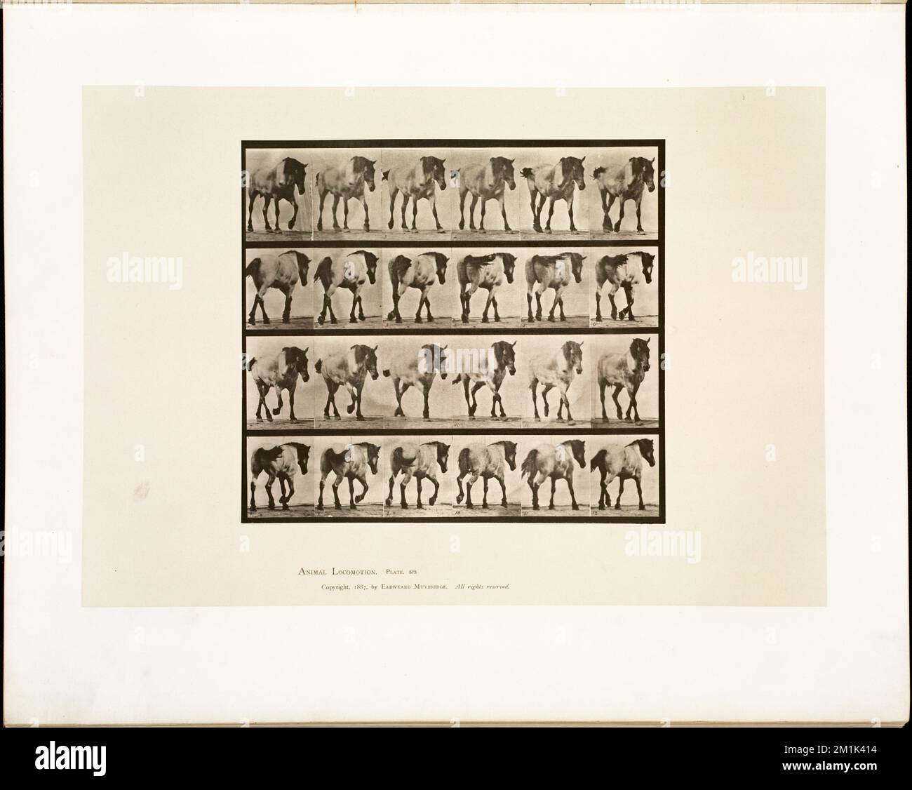 Animal locomotion. Plate 575 , Horses, Walking, Animal locomotion, an ...