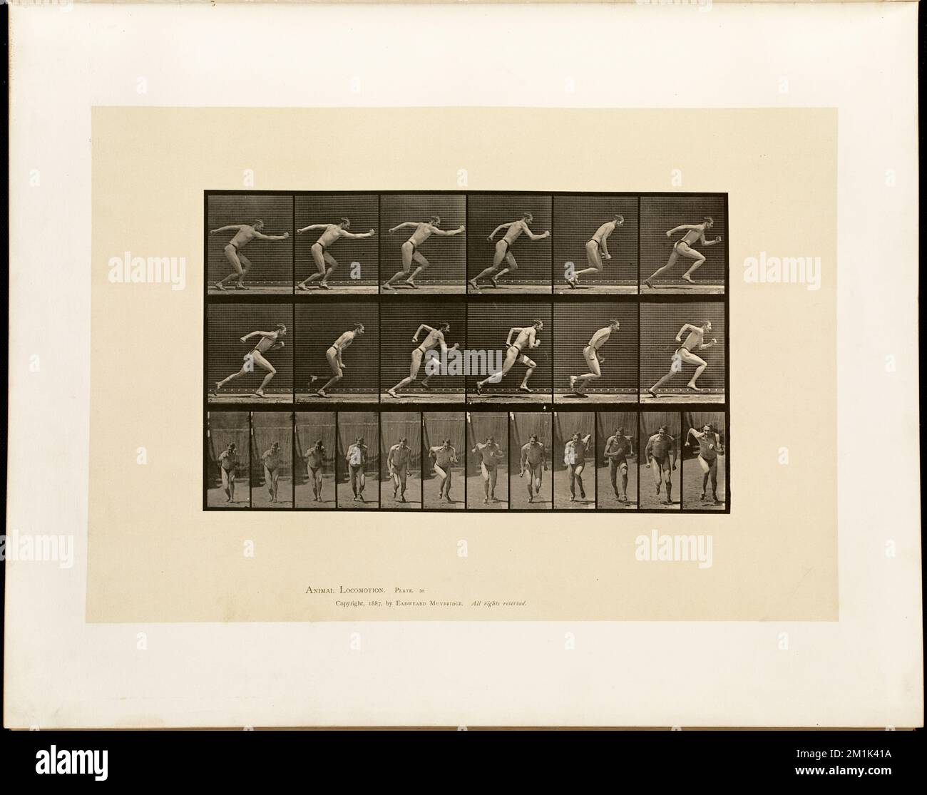 Animal locomotion. Plate 59 , Men, Running, Human locomotion, an ...