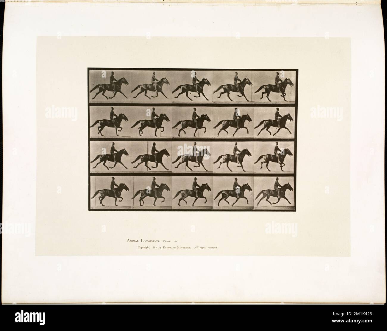 Animal locomotion. Plate 591 , Horses, Horseback riding, Animal ...