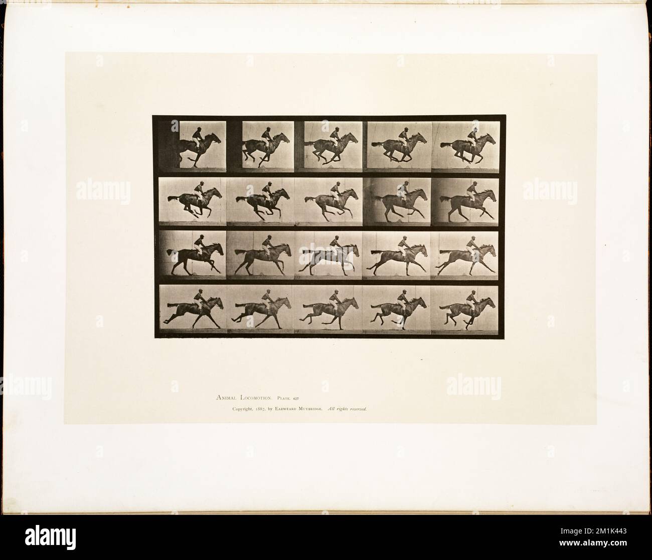 Animal locomotion. Plate 627 , Horses, Horseback riding, Animal ...
