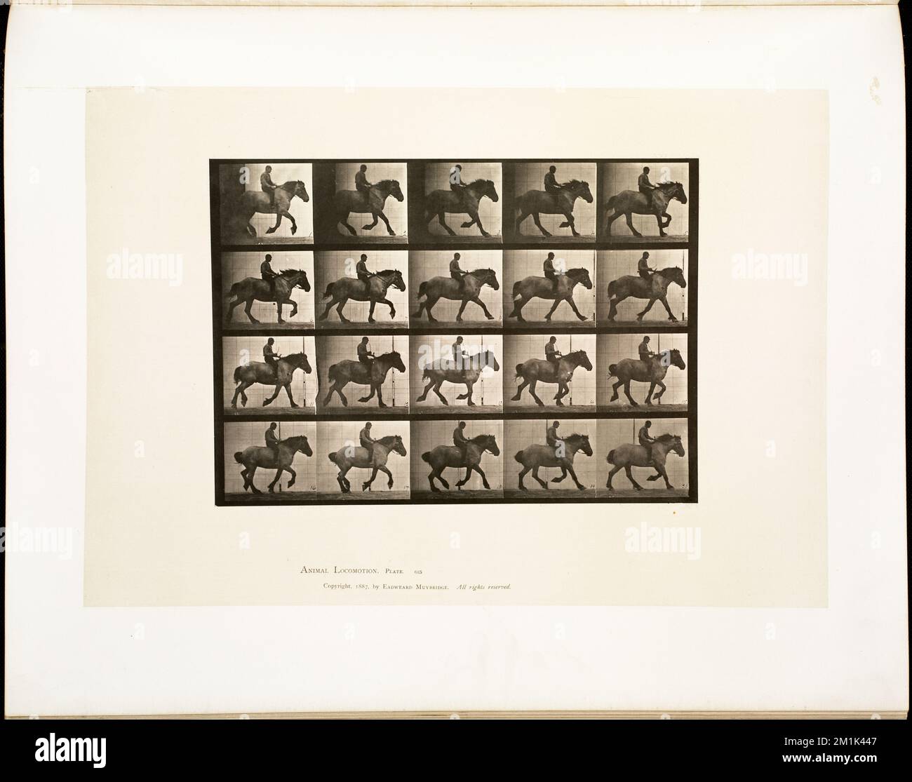 Animal locomotion. Plate 615 , Horses, Bareback riding, Animal ...