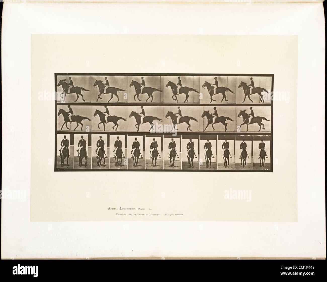 Animal locomotion. Plate 618 , Horses, Horseback riding, Animal ...