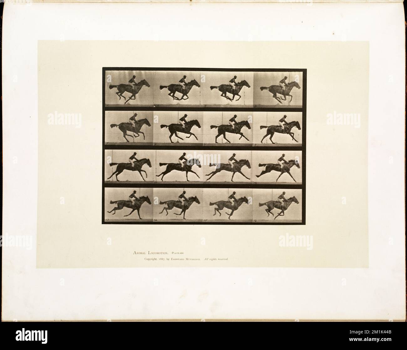 Animal locomotion. Plate 626 , Horses, Horseback riding, Animal ...