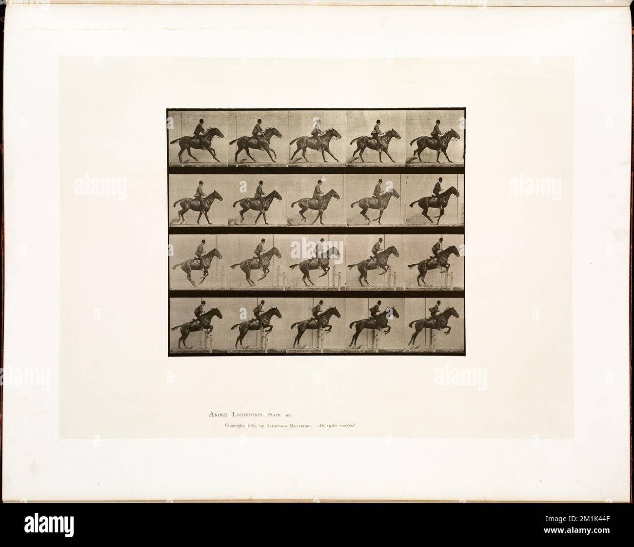 Animal locomotion. Plate 636 , Horses, Horseback riding, Jumping ...