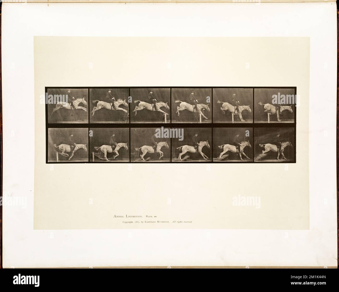 Animal locomotion. Plate 641 , Horses, Horseback riding, Jumping ...