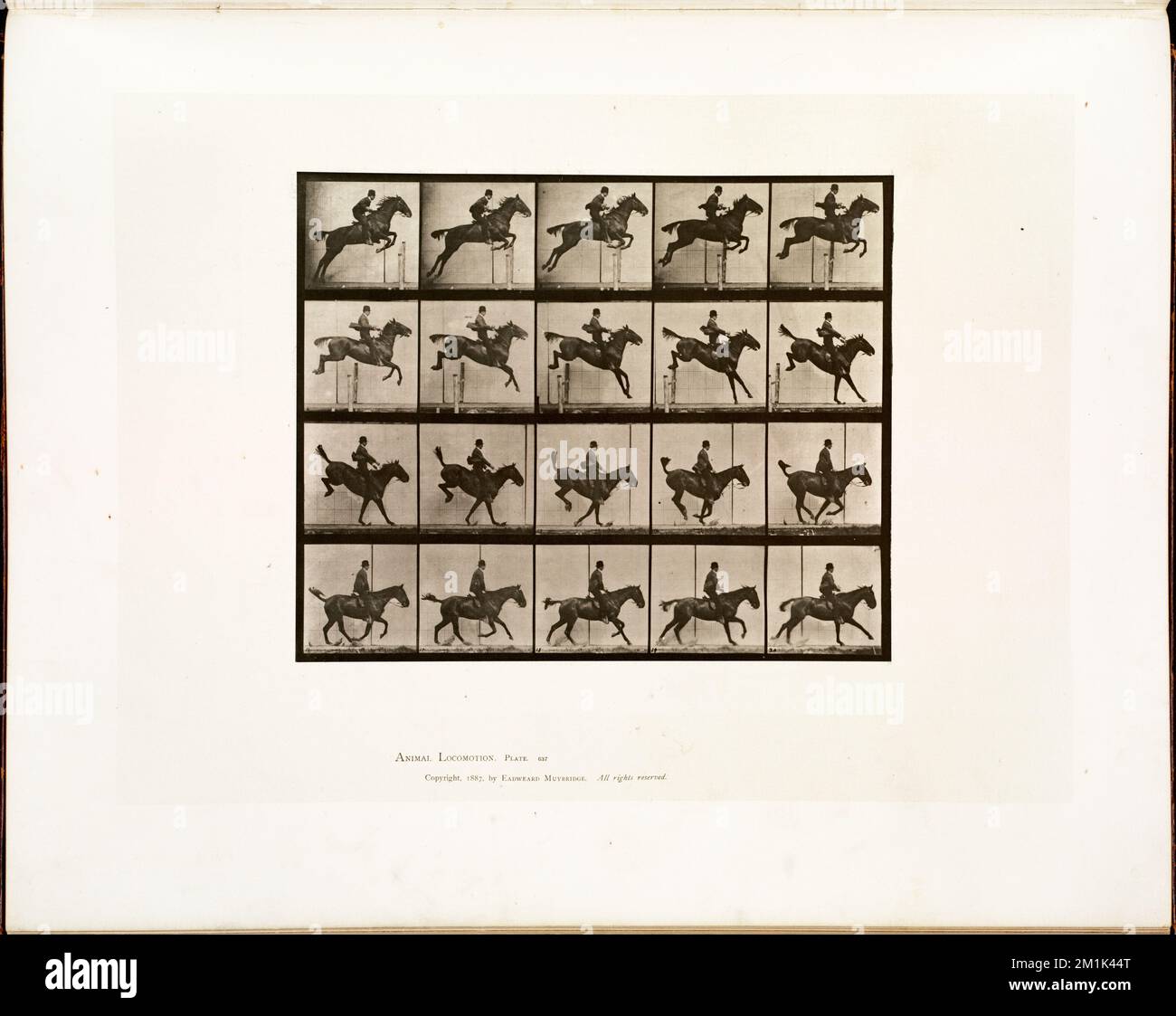 Animal locomotion. Plate 637 , Horses, Horseback riding, Jumping ...