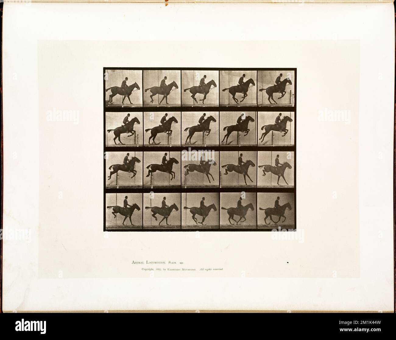 Animal sequence jump horse hi-res stock photography and images - Alamy