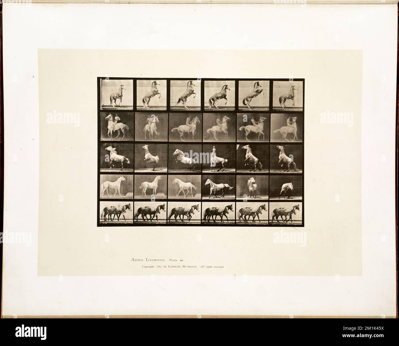 Animal locomotion. Plate 652 , Horses, Animal locomotion, an electro ...