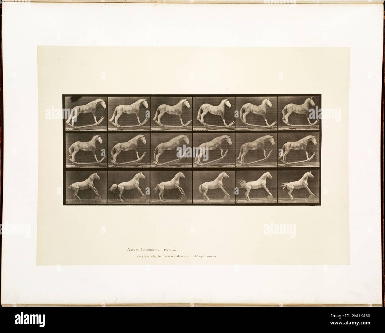 Animal locomotion. Plate 649 , Horses, Animal locomotion, an electro ...