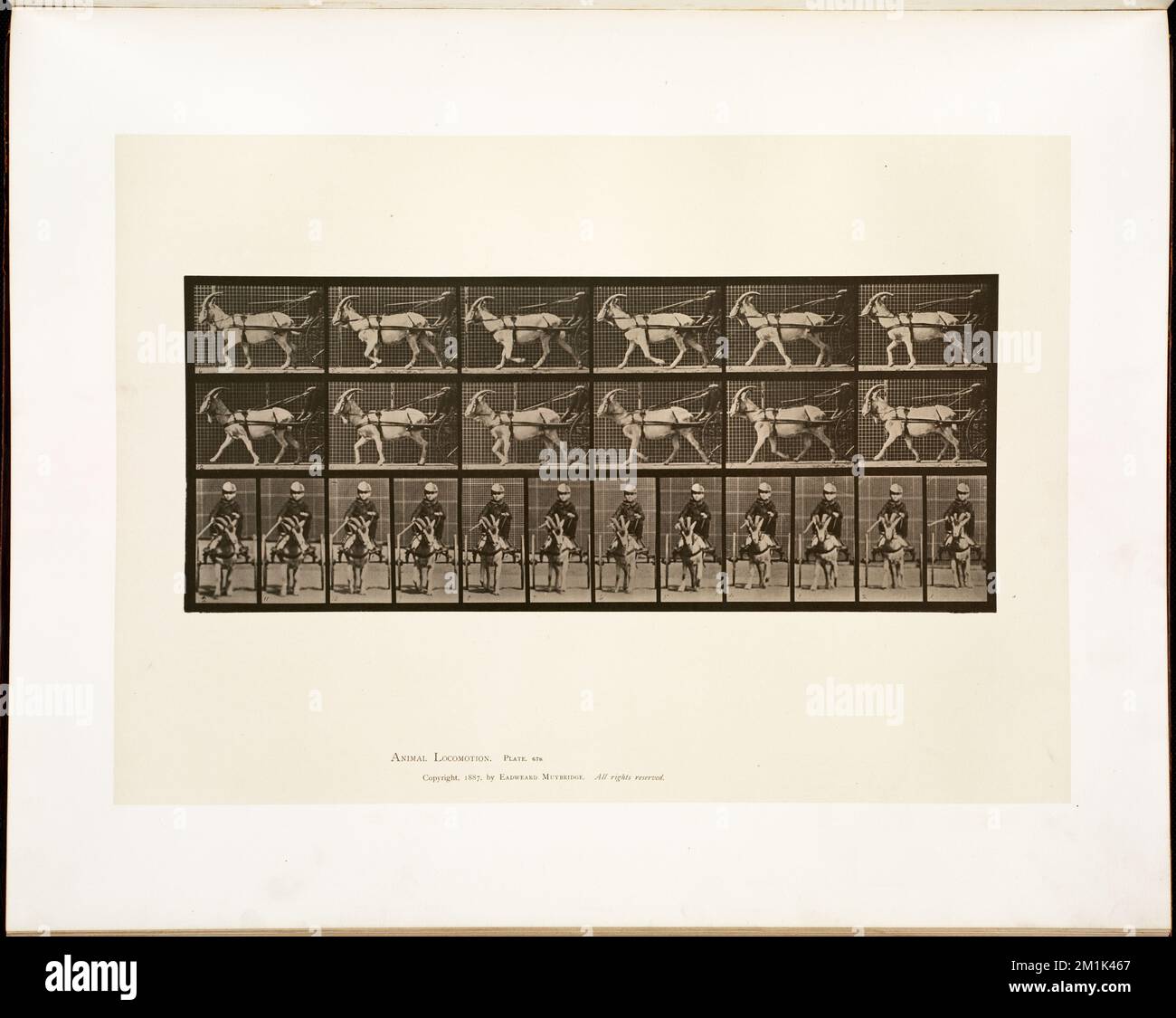 Animal locomotion. Plate 678 , Goats, Goat carts, Animal locomotion, an ...