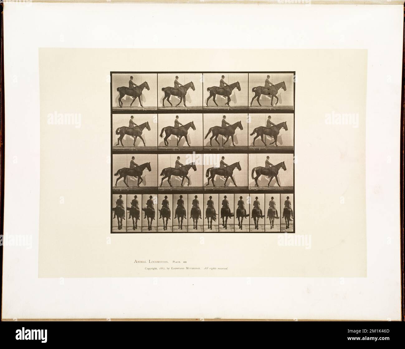 Animal locomotion. Plate 655 , Horses, Horseback riding, Animal ...