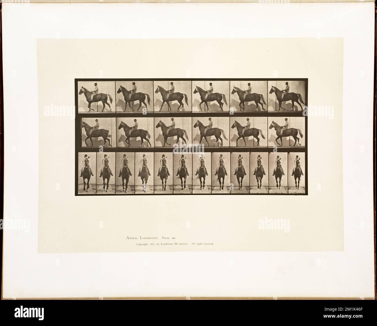 Animal locomotion. Plate 654 , Horses, Horseback riding, Animal ...