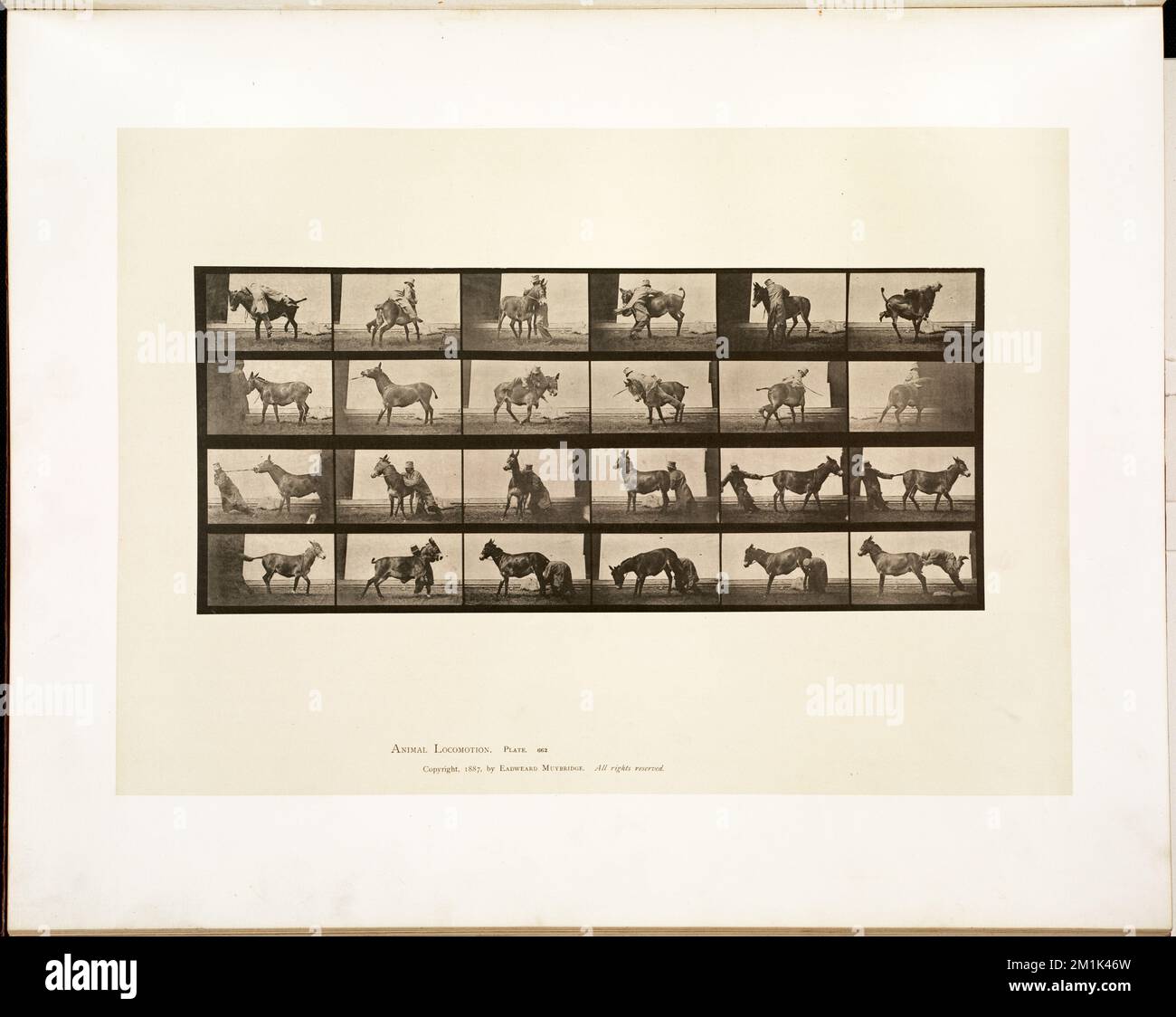 Animal locomotion. Plate 662 , Mules, Obstinacy, Animal locomotion, an ...