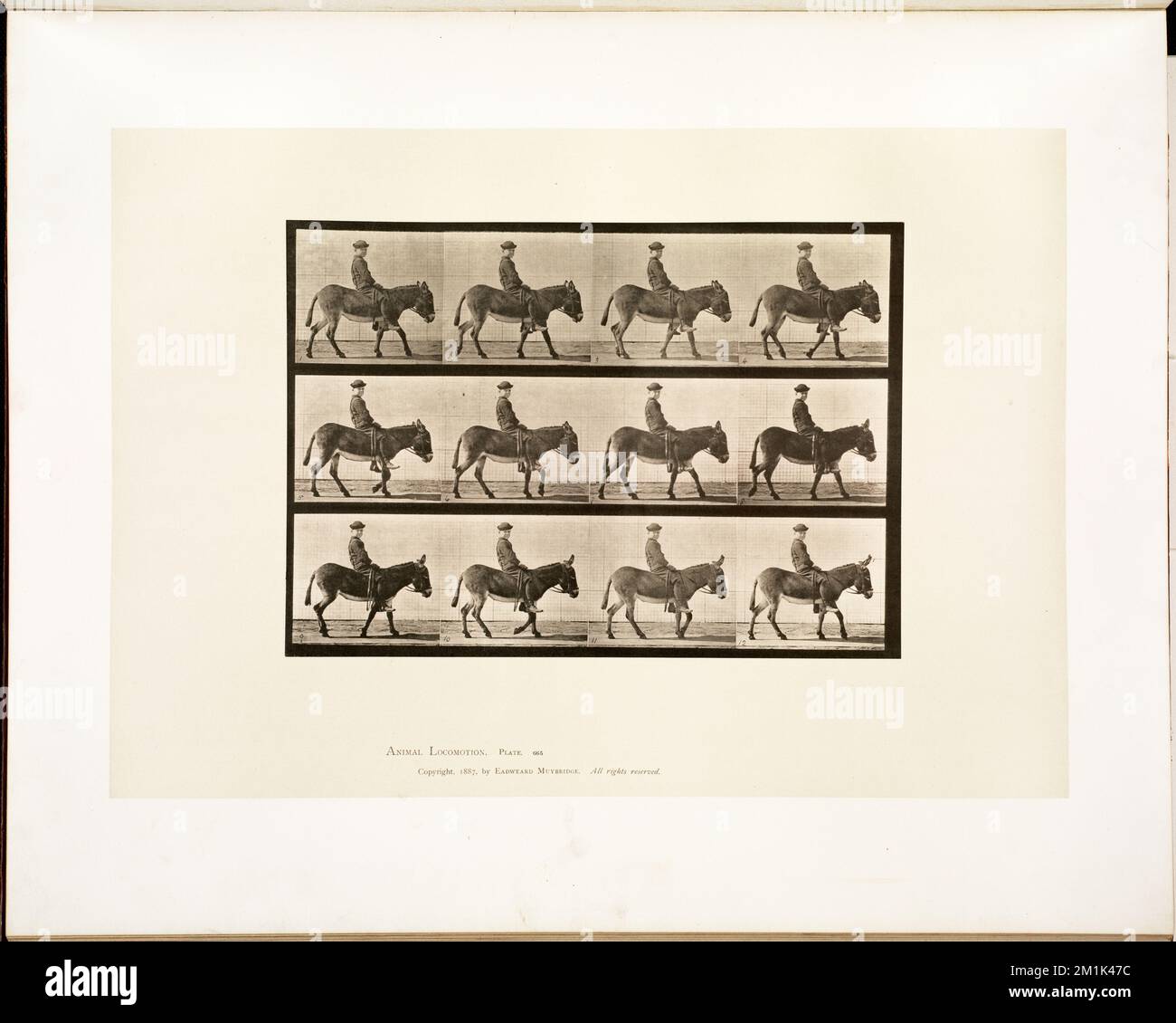 Animal locomotion. Plate 665 , Donkeys, Riding, Animal locomotion, an ...