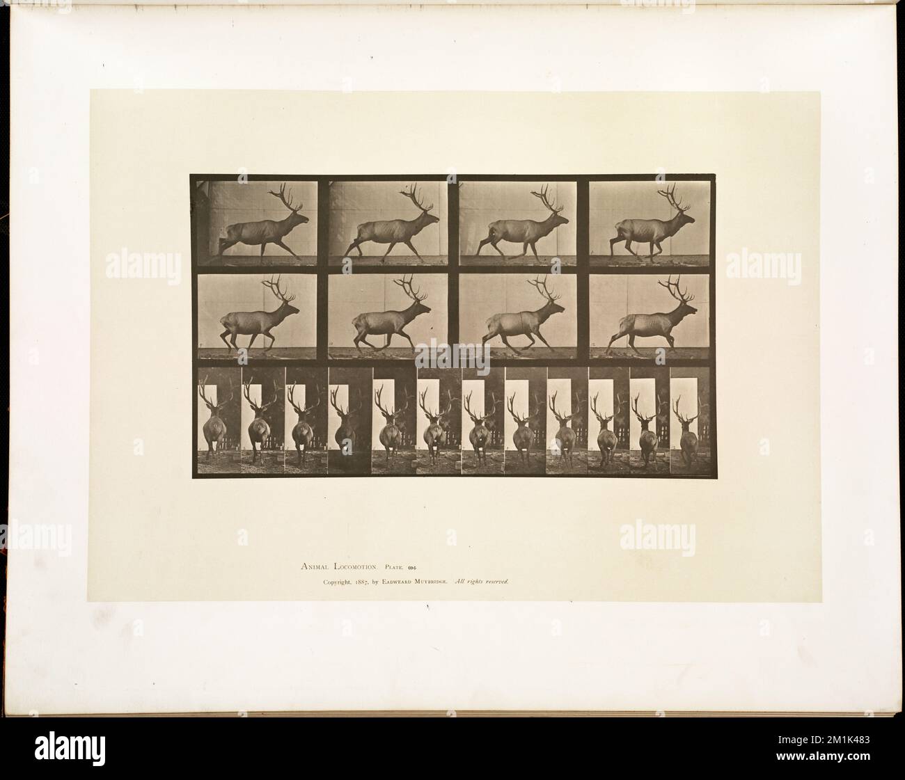 Animal locomotion. Plate 694 , Elk, Running, Animal locomotion, an ...