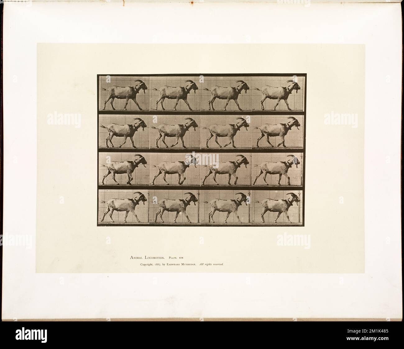 Animal locomotion. Plate 676 , Goats, Walking, Animal locomotion, an ...