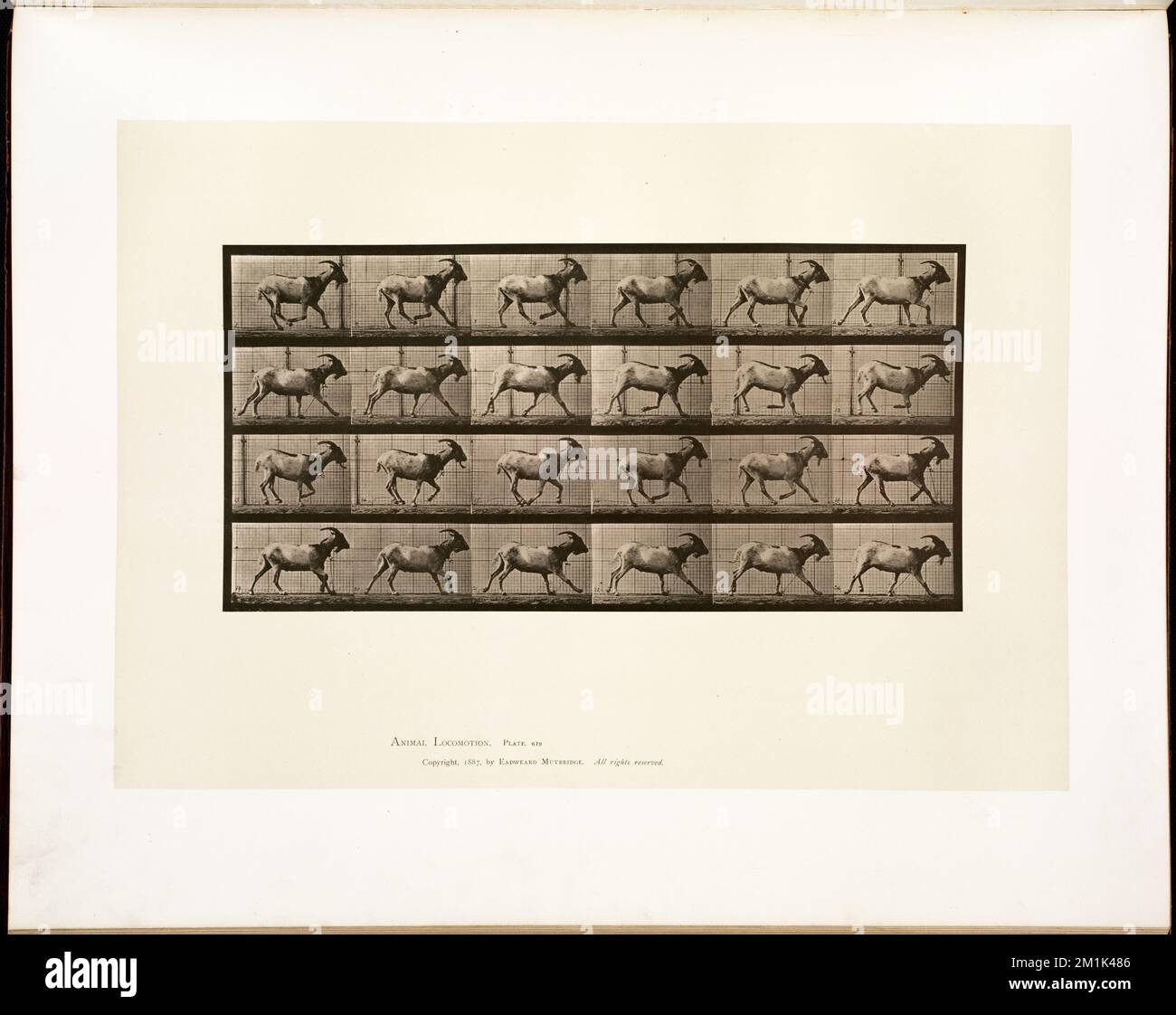 Animal locomotion. Plate 679 , Goats, Animal locomotion, an electro ...