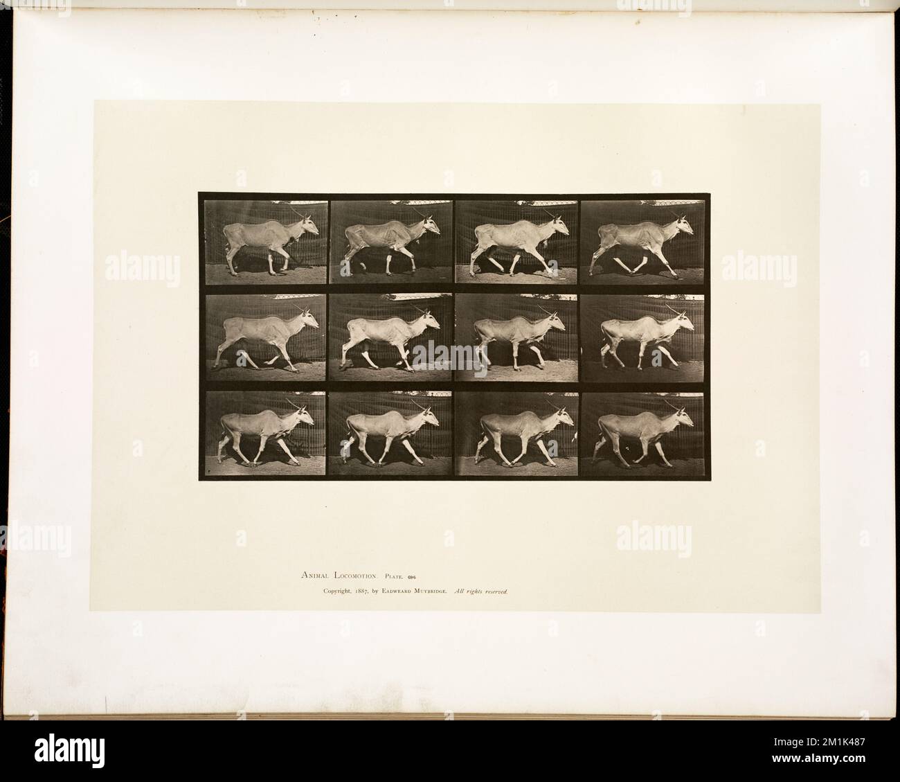 Animal locomotion. Plate 696 , Antelopes, Animal locomotion, an electro ...