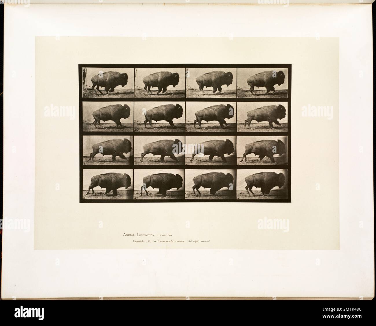 Animal locomotion. Plate 700 , Buffaloes, Running, Animal locomotion ...