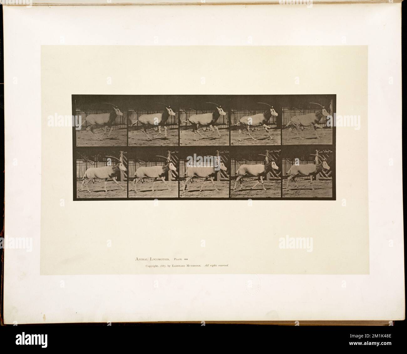 Animal locomotion. Plate 680 , Antelopes, Running, Animal locomotion ...
