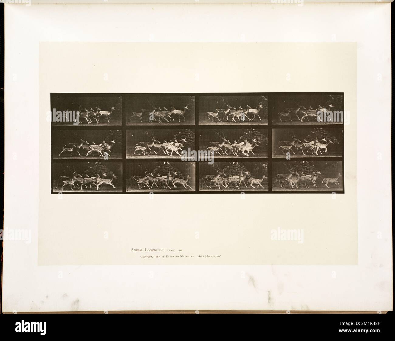 Deer movement patterns hi-res stock photography and images - Alamy