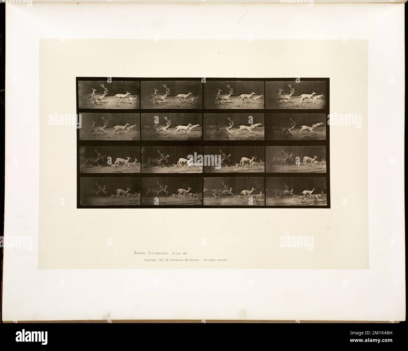 Animal locomotion. Plate 689 , Deer, Running, Animal locomotion, an ...