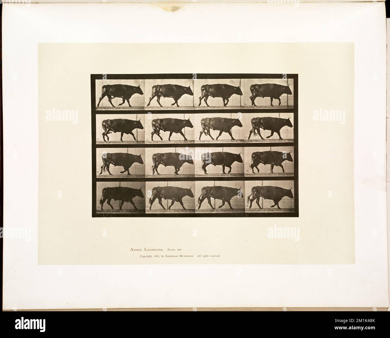 Animal movements phases hi-res stock photography and images - Alamy