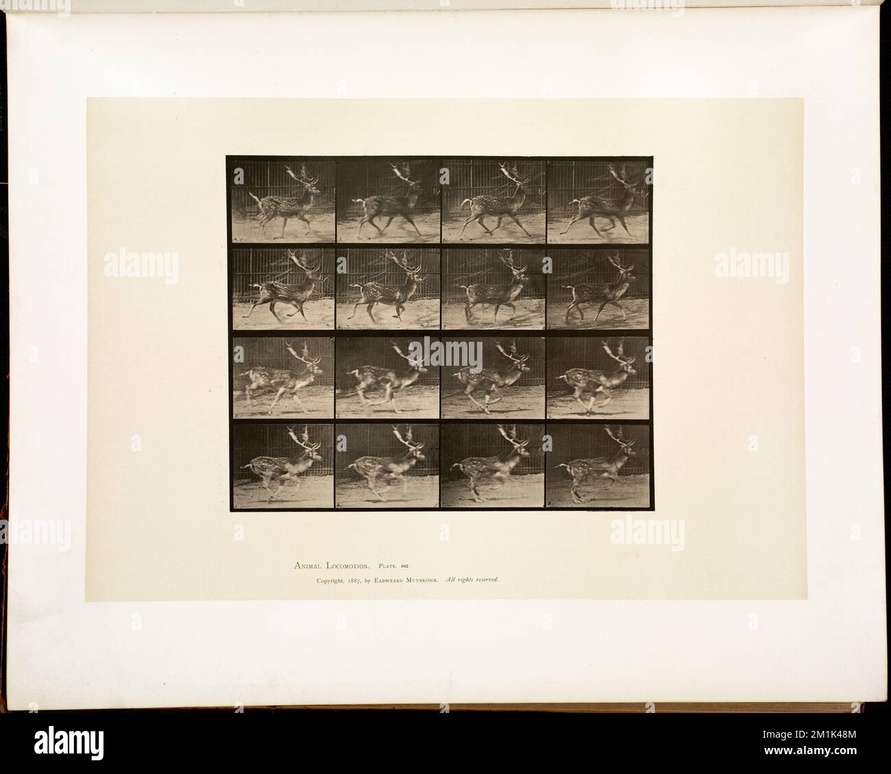 Animal locomotion. Plate 682 , Deer, Running, Animal locomotion, an ...